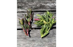 Hybridisation alert for native pigface plant - News Of The Area
