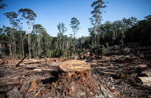 Concern spreads about native forest logging - News Of The Area