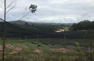 Nambucca Valley Council to explore ways to limit impact of new blueberry farms - News Of The Area