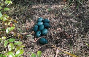 Rare Emu Nest Found - News Of The Area